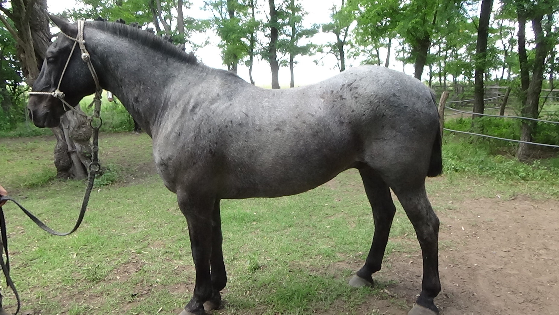 Caballo moro garantido completo