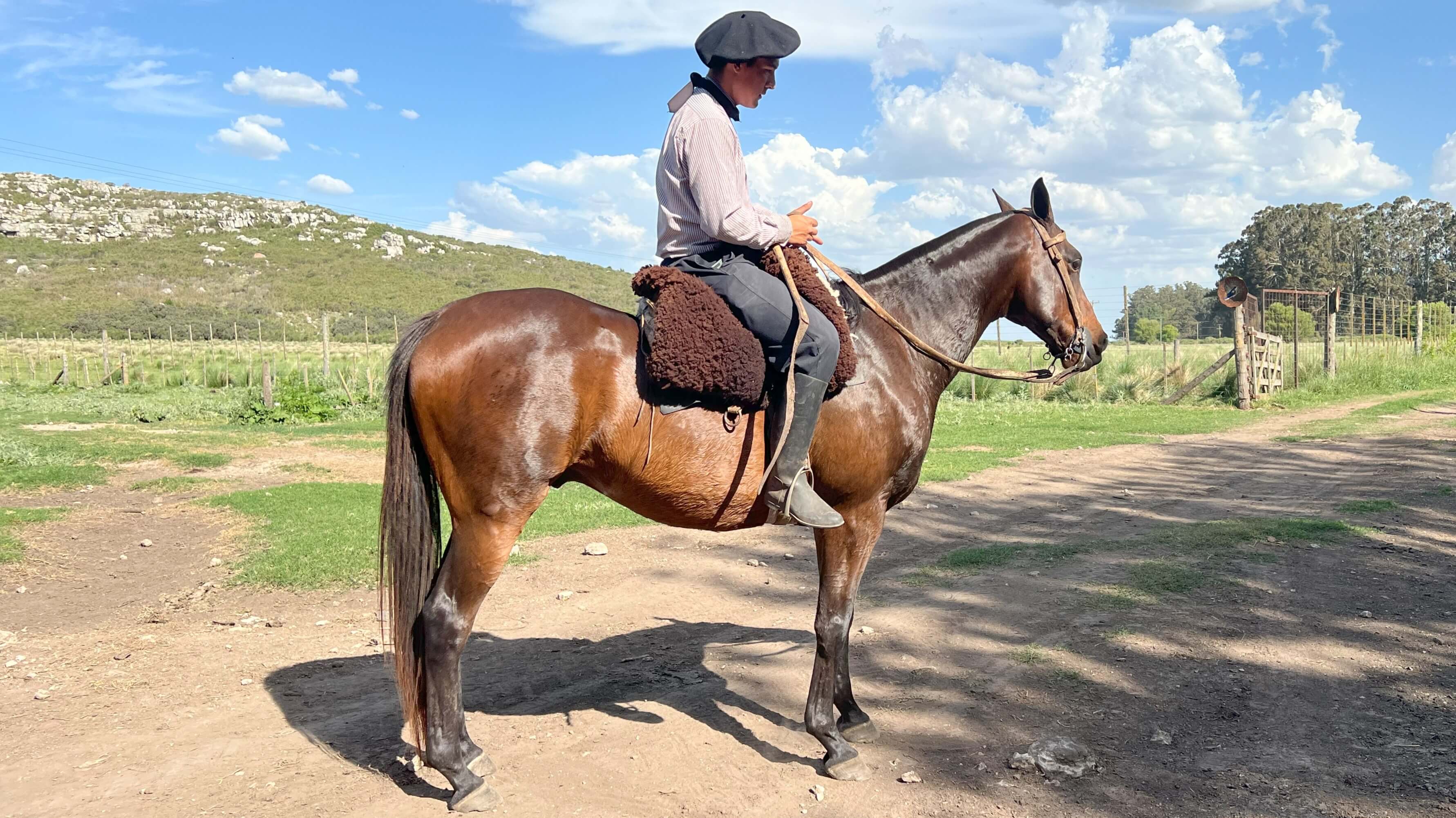 Caballo zaino mestizo