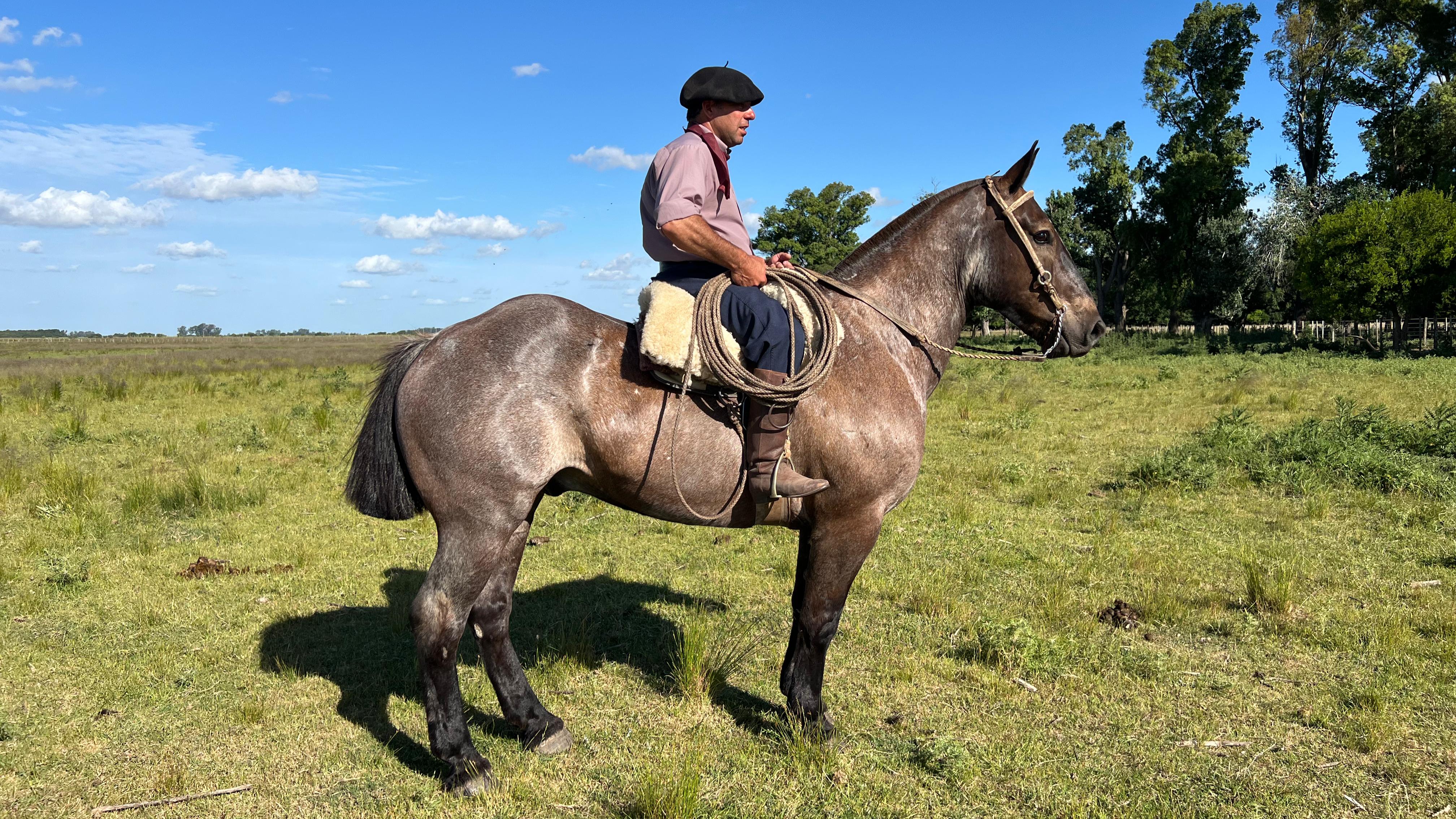 Caballo Moro pesado muy manso nuevo