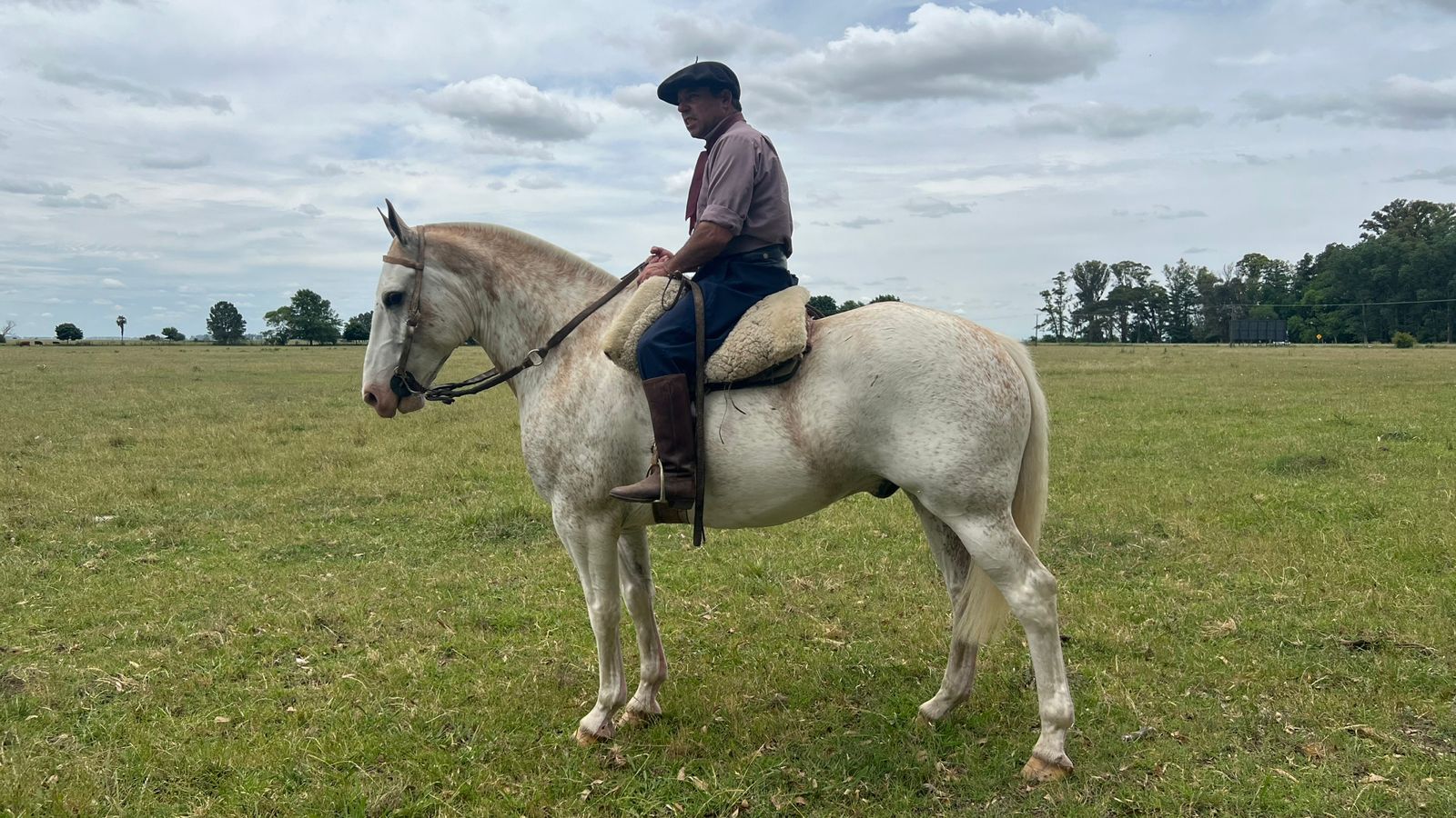 Caballo Bayo overo garantido para todo
