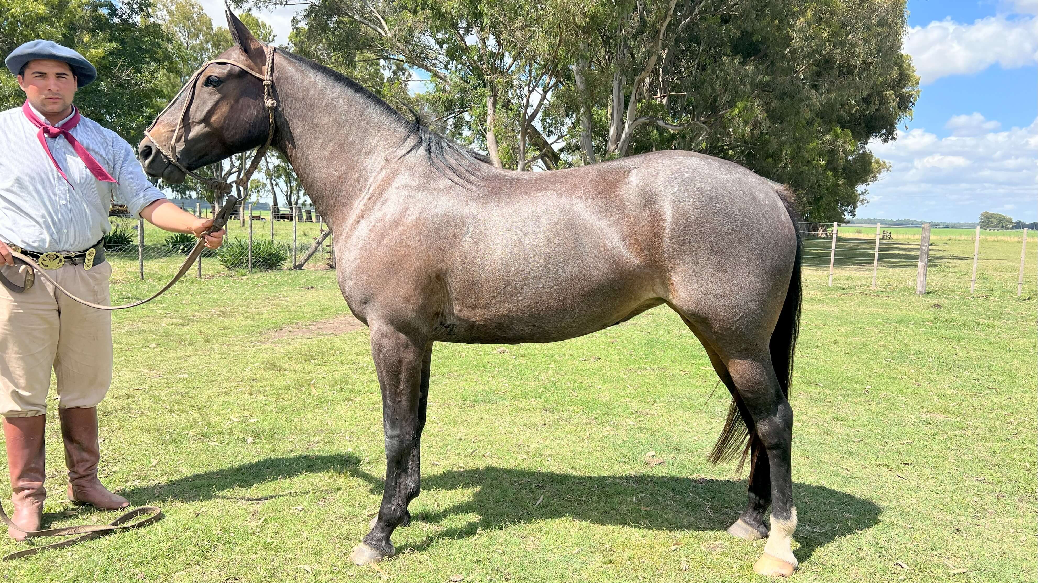 Yegua Rosilla Mora mestiza mansa y nueva