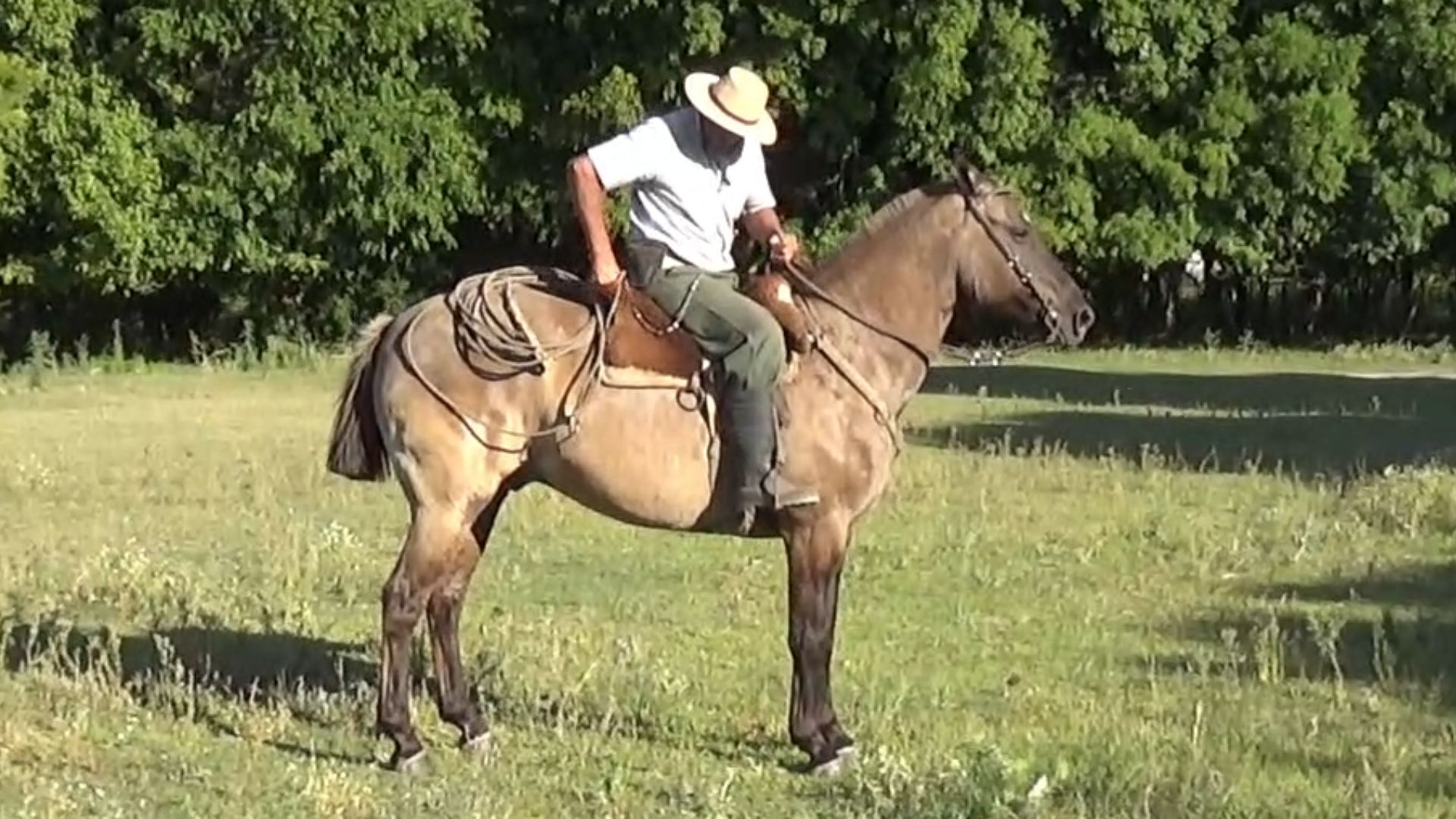 Caballo lobuno manso liberal