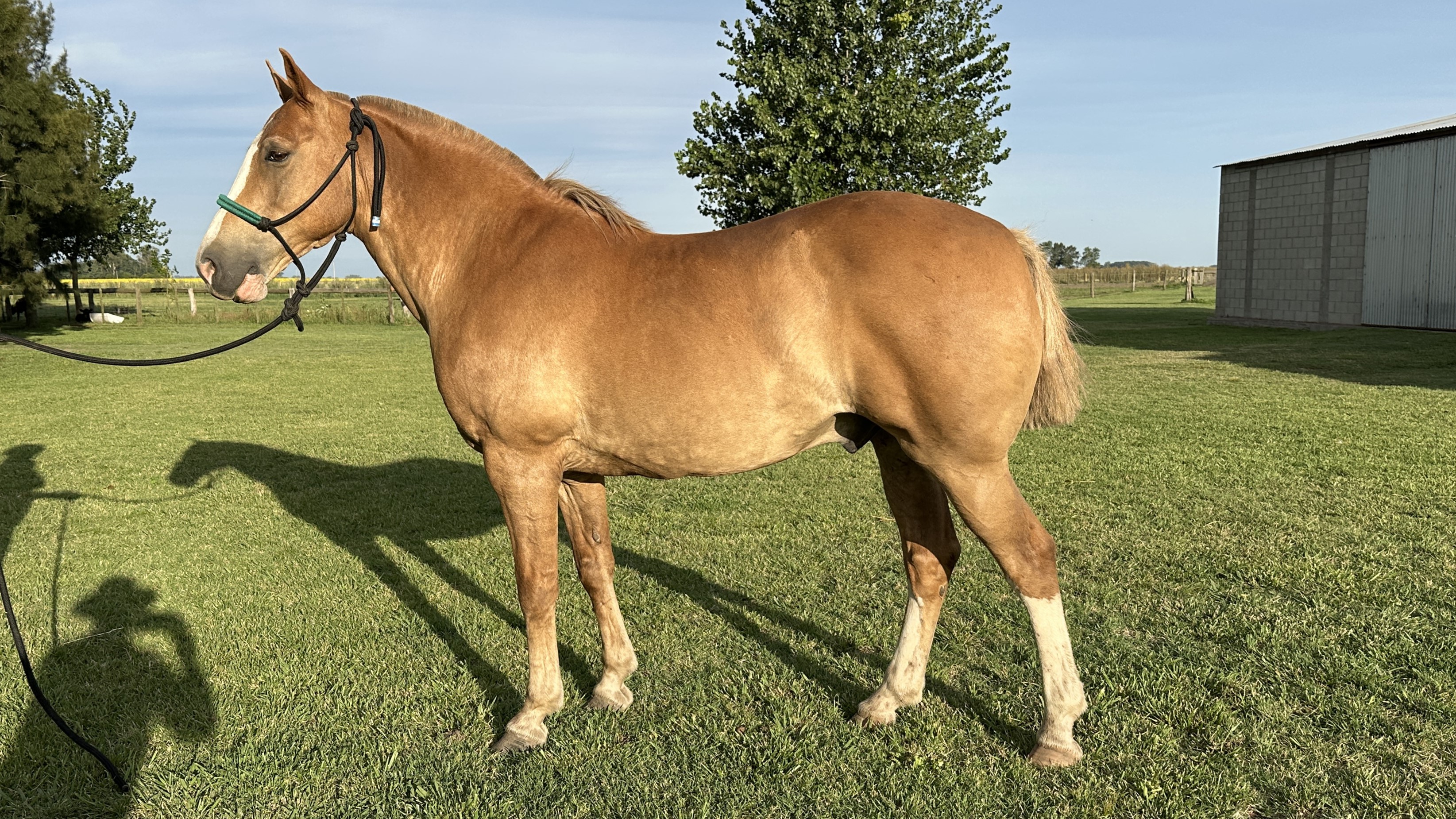 Caballo bayo ruano entrepesado manso y funcional