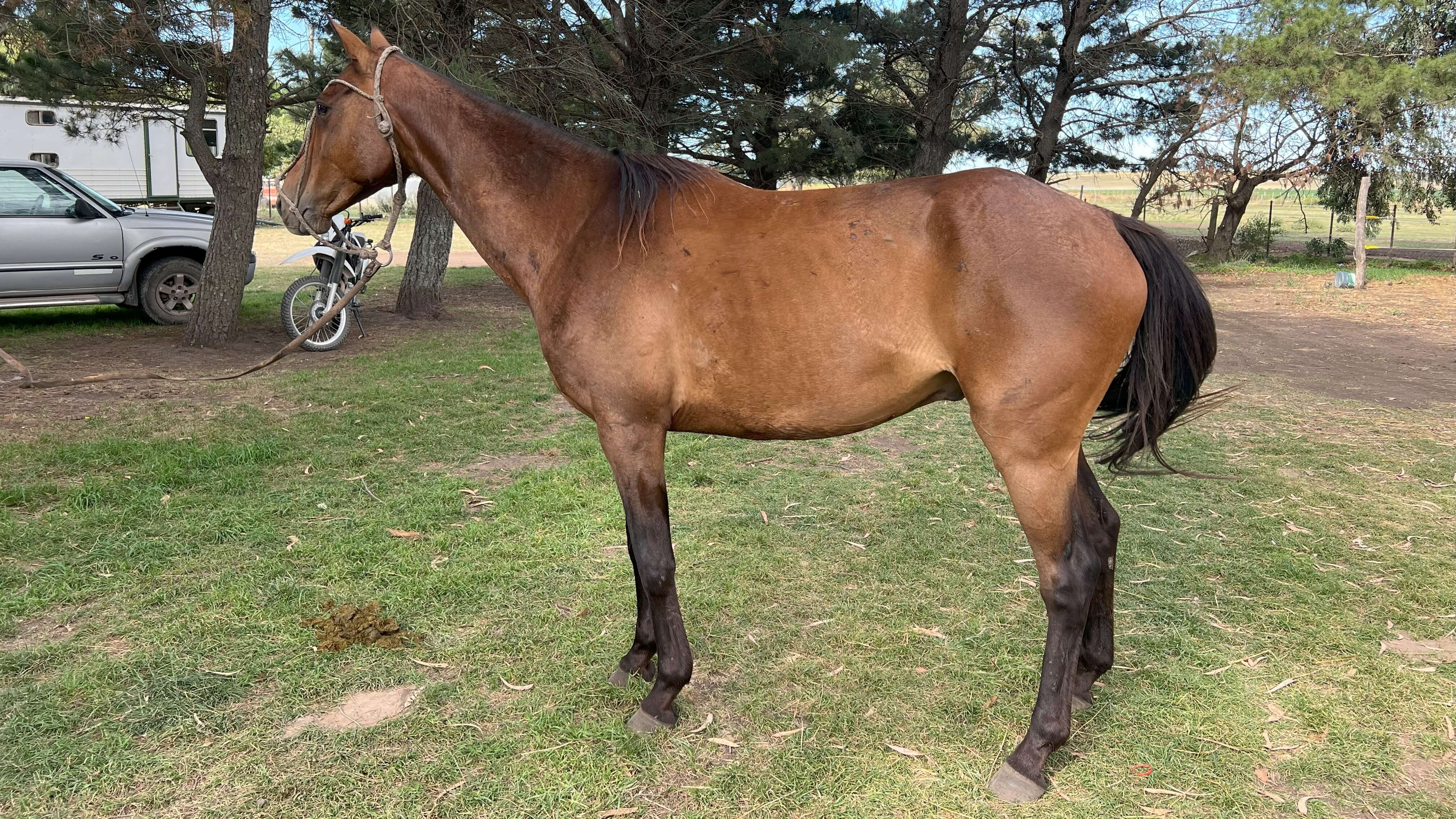 Caballo zaino mestizo ideal para deporte