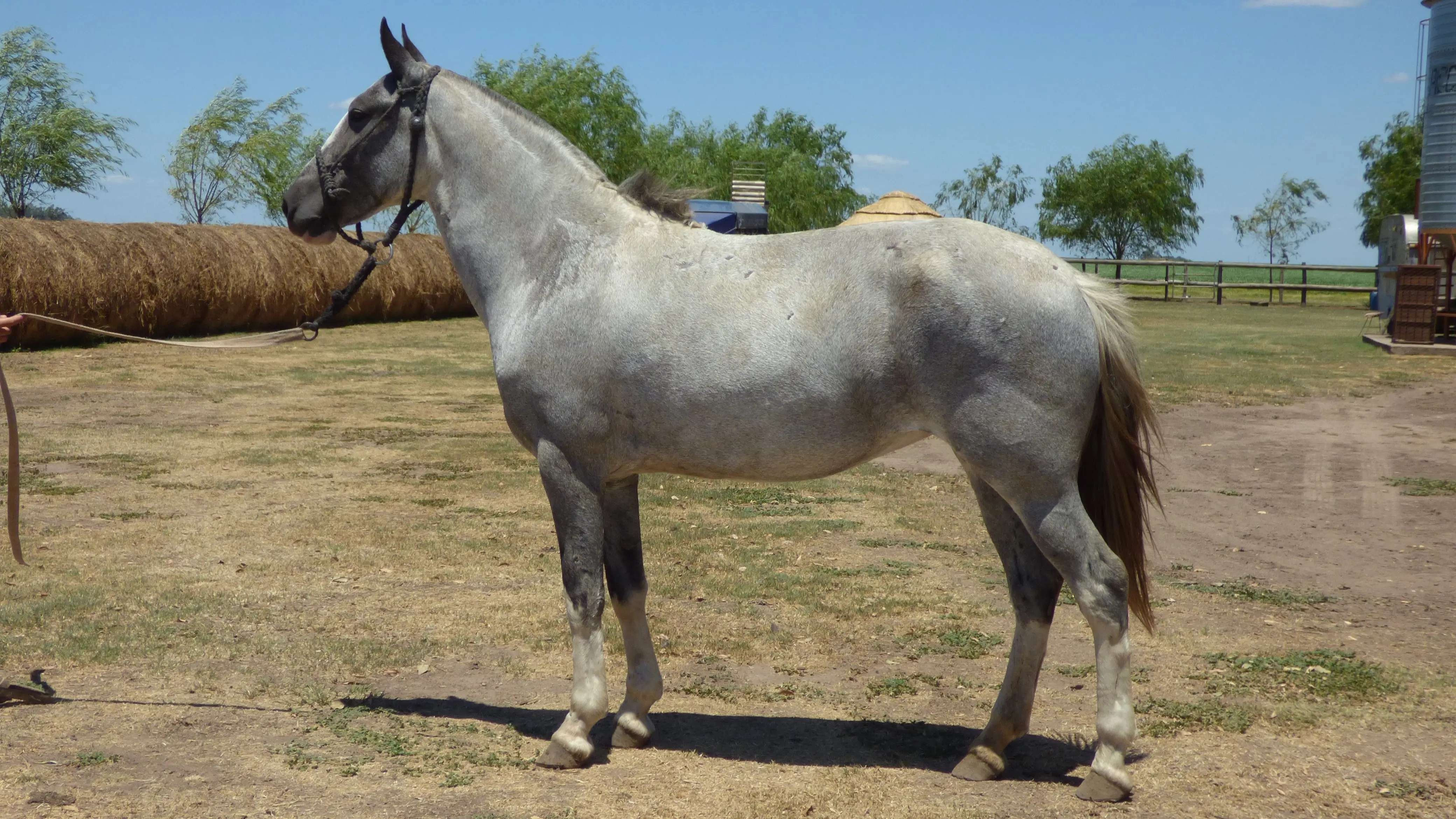 Destacada yegua mora escuela para aprender a andar a caballo