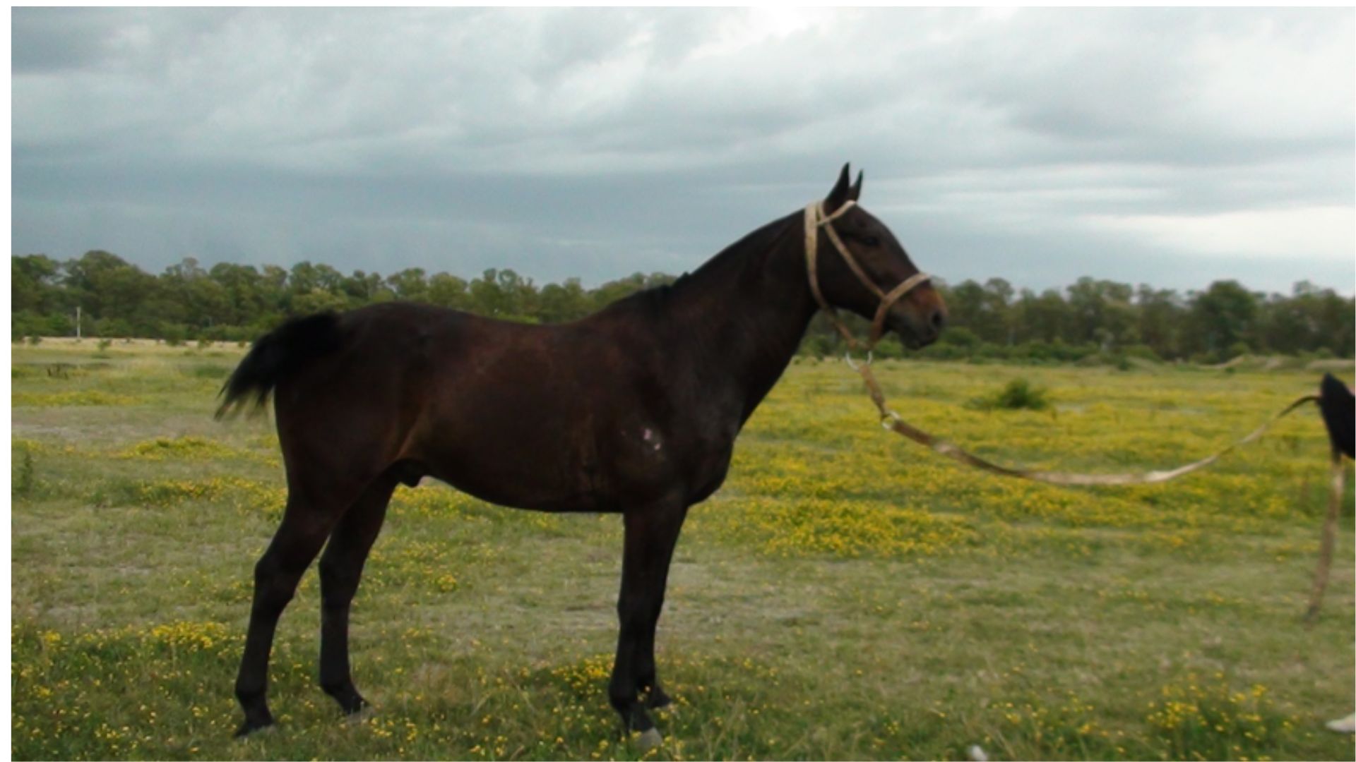 Caballo zaino para gente con manejo