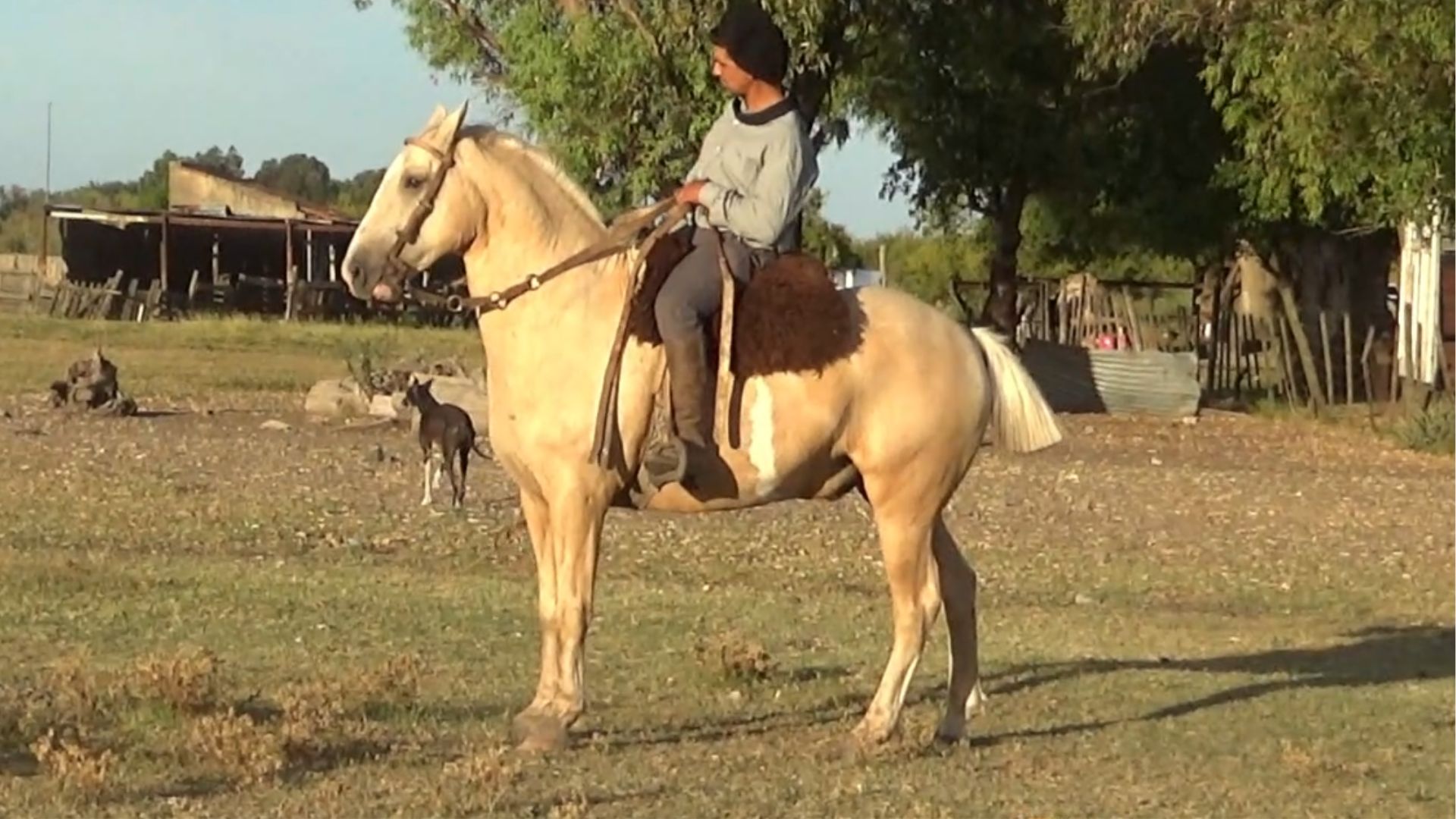 Caballo bayo ruano overo