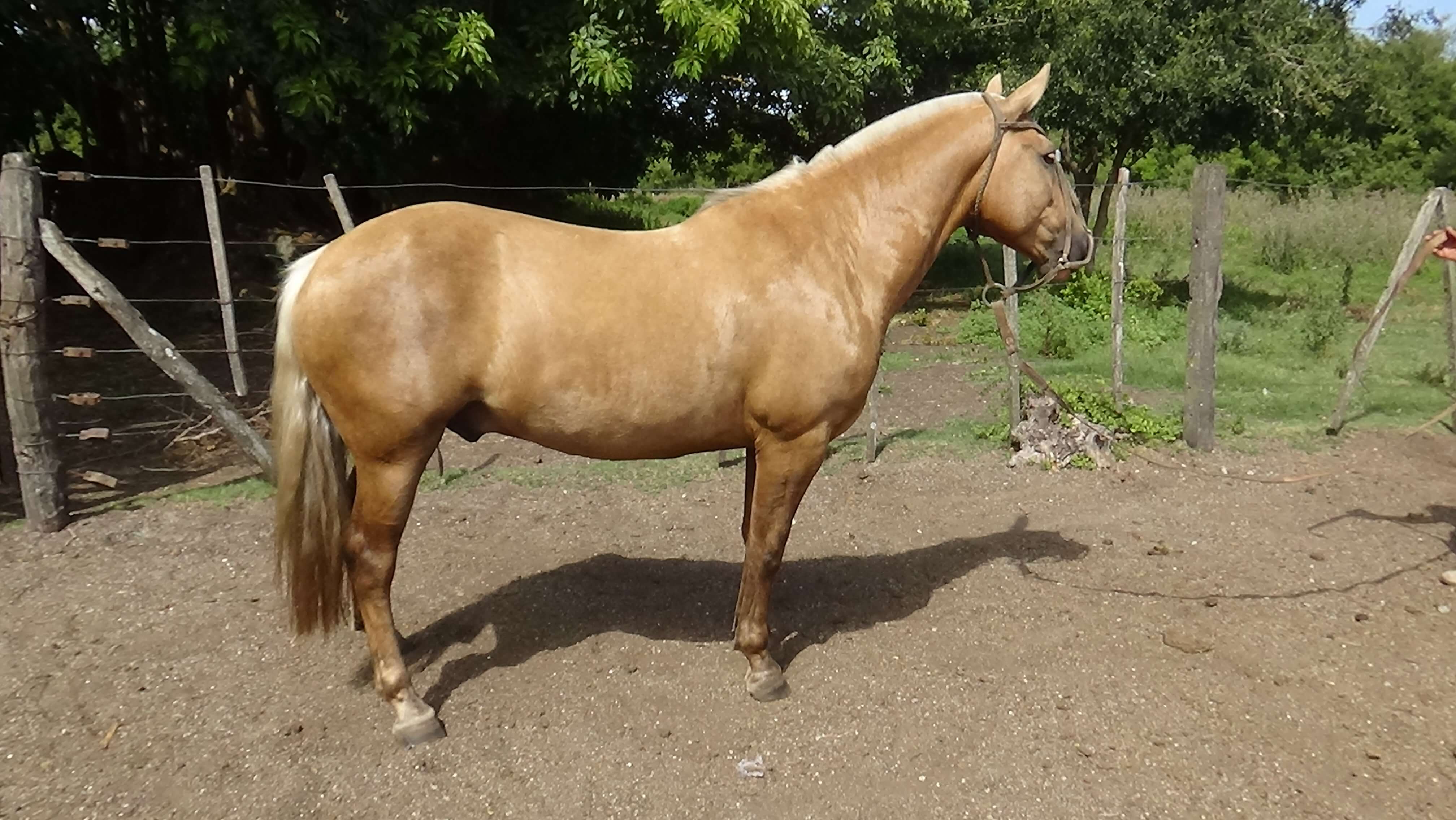 Caballo bayo ruano encerado