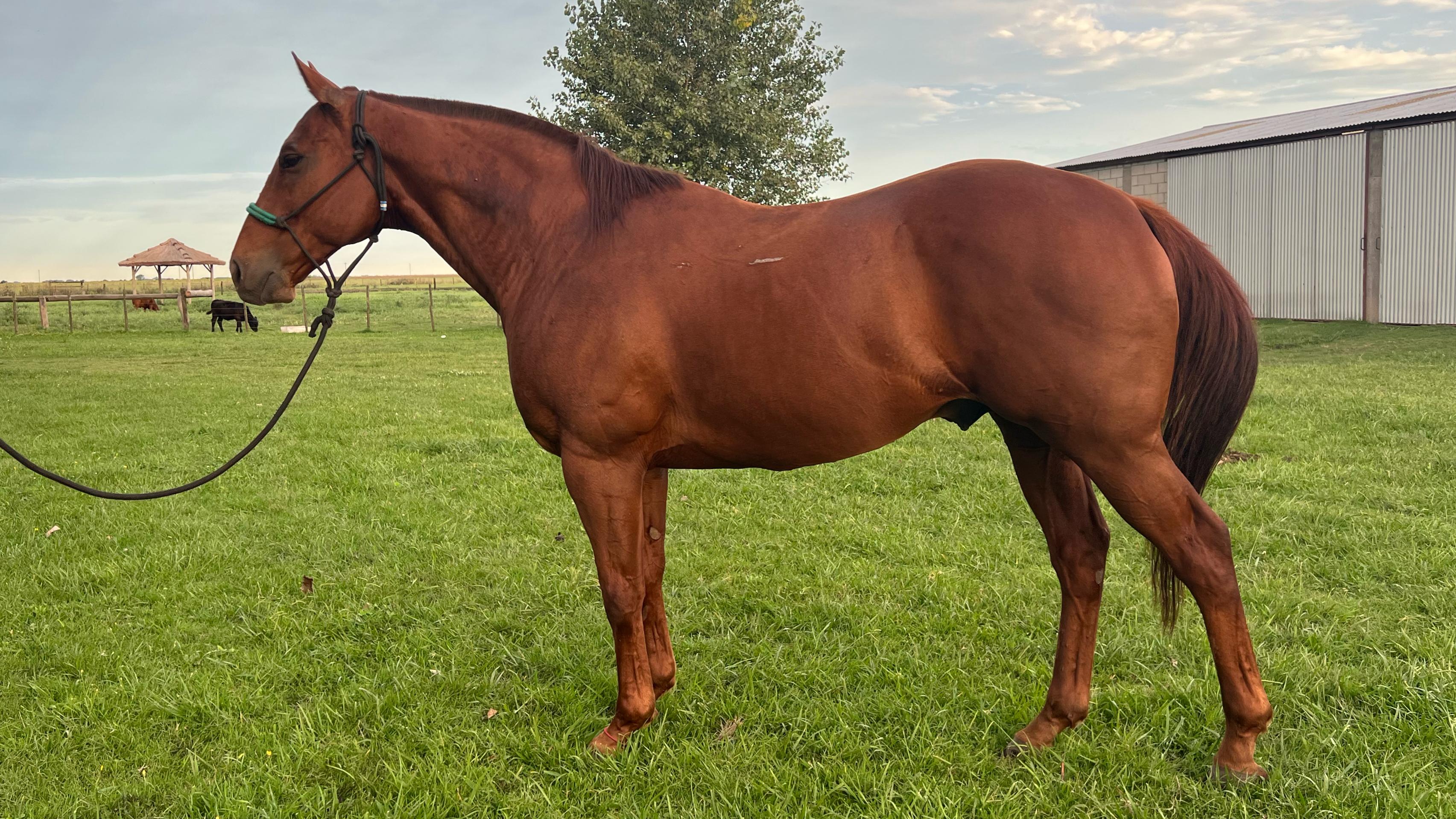 Caballo alazán de 1,63 muy manso y grande