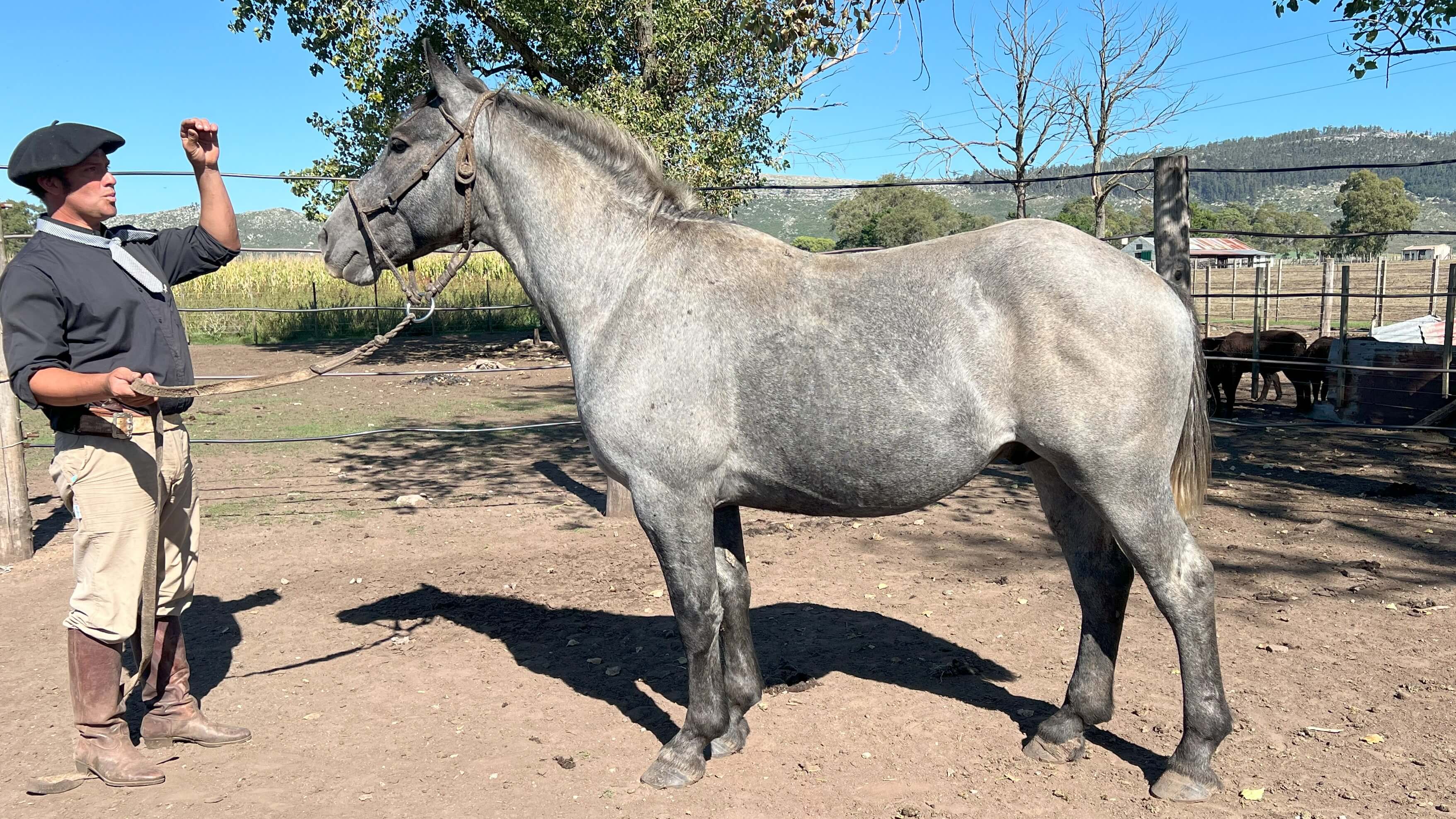 Potro tordillo pesado