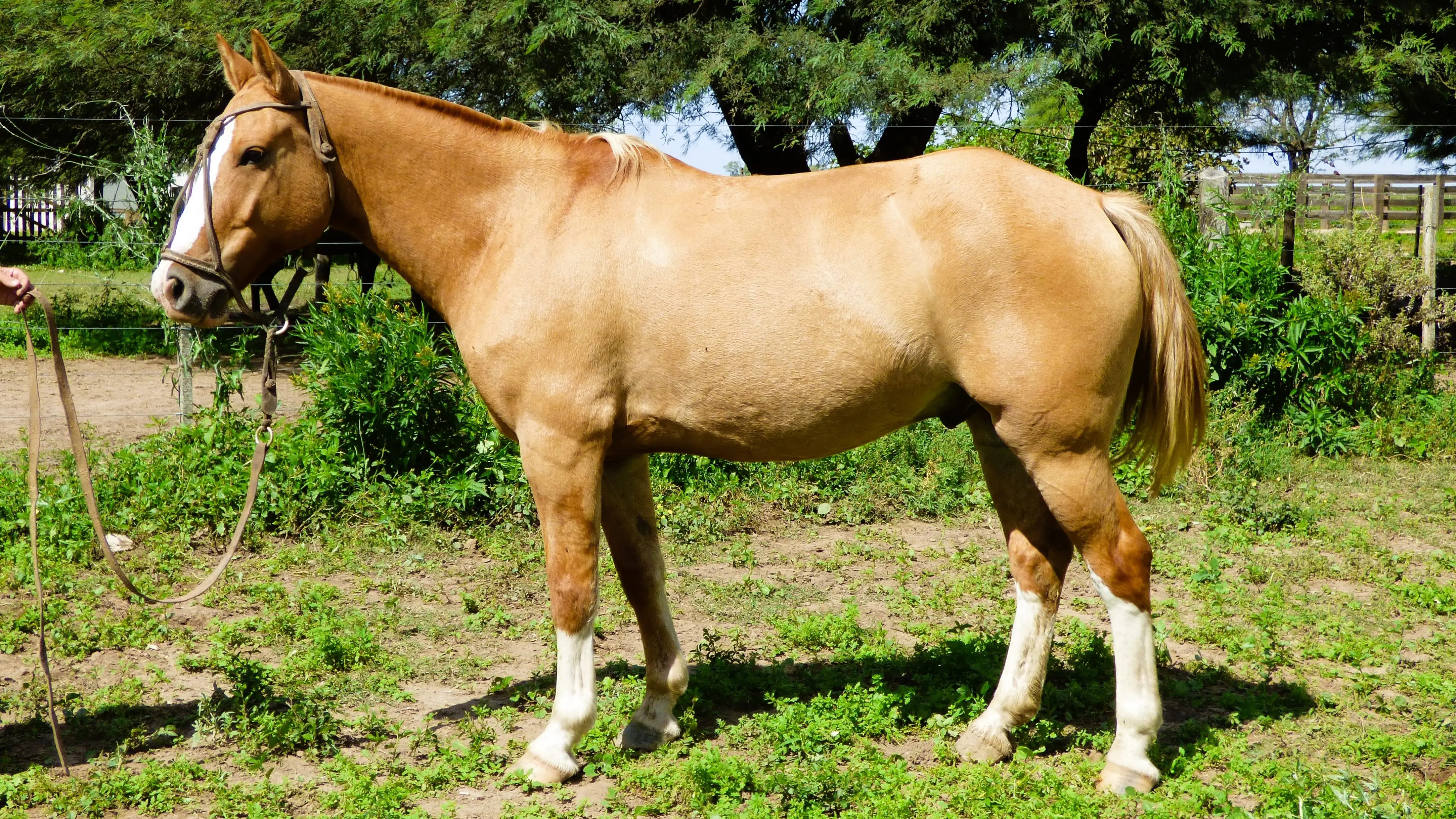 Caballo gateado rubio manso escuela