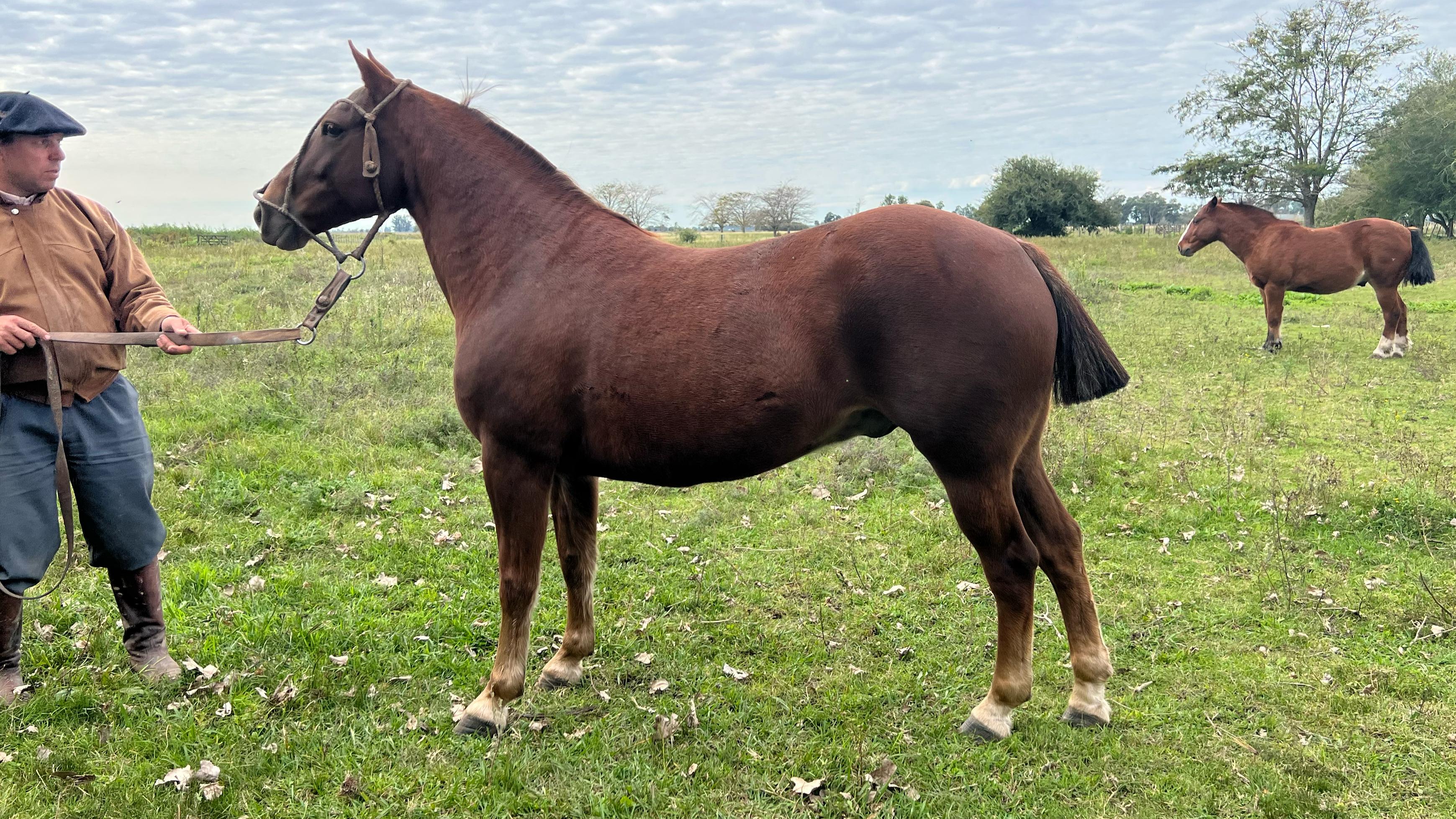 Caballo Alazan tostado liberal de 7 años