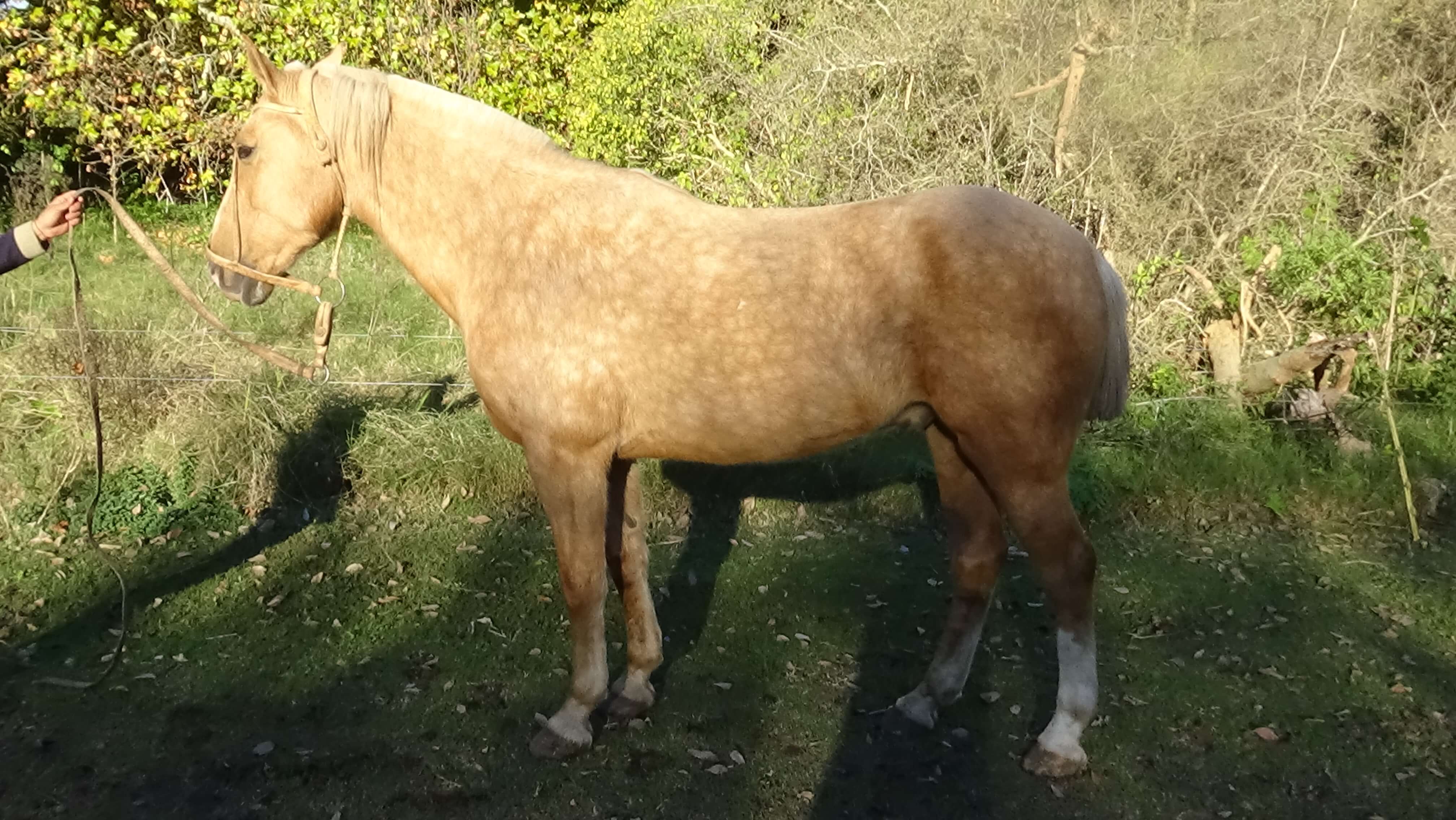 Caballo bayo ruano y rodado de buen físico