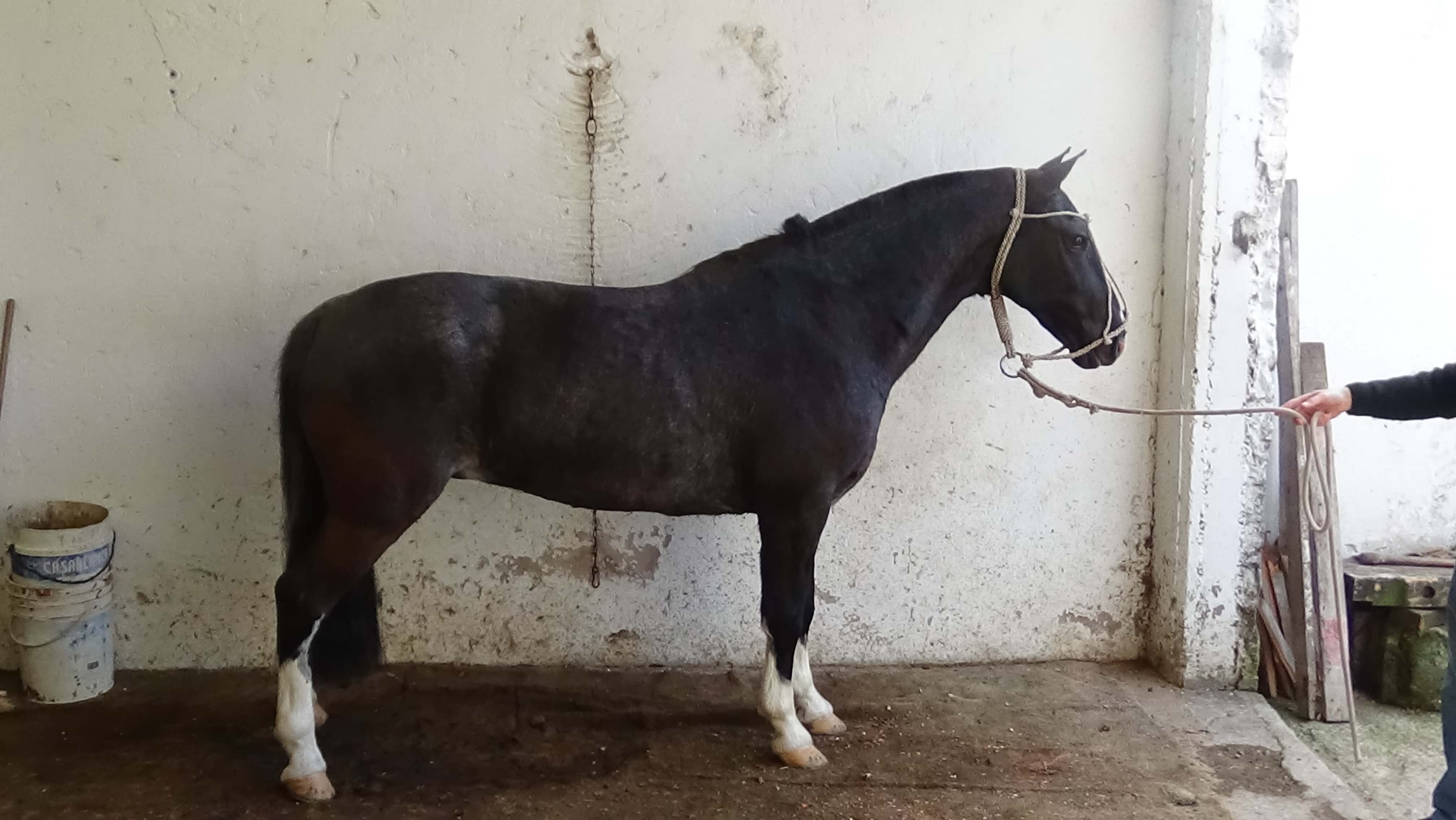 Caballo Moro criollo puro