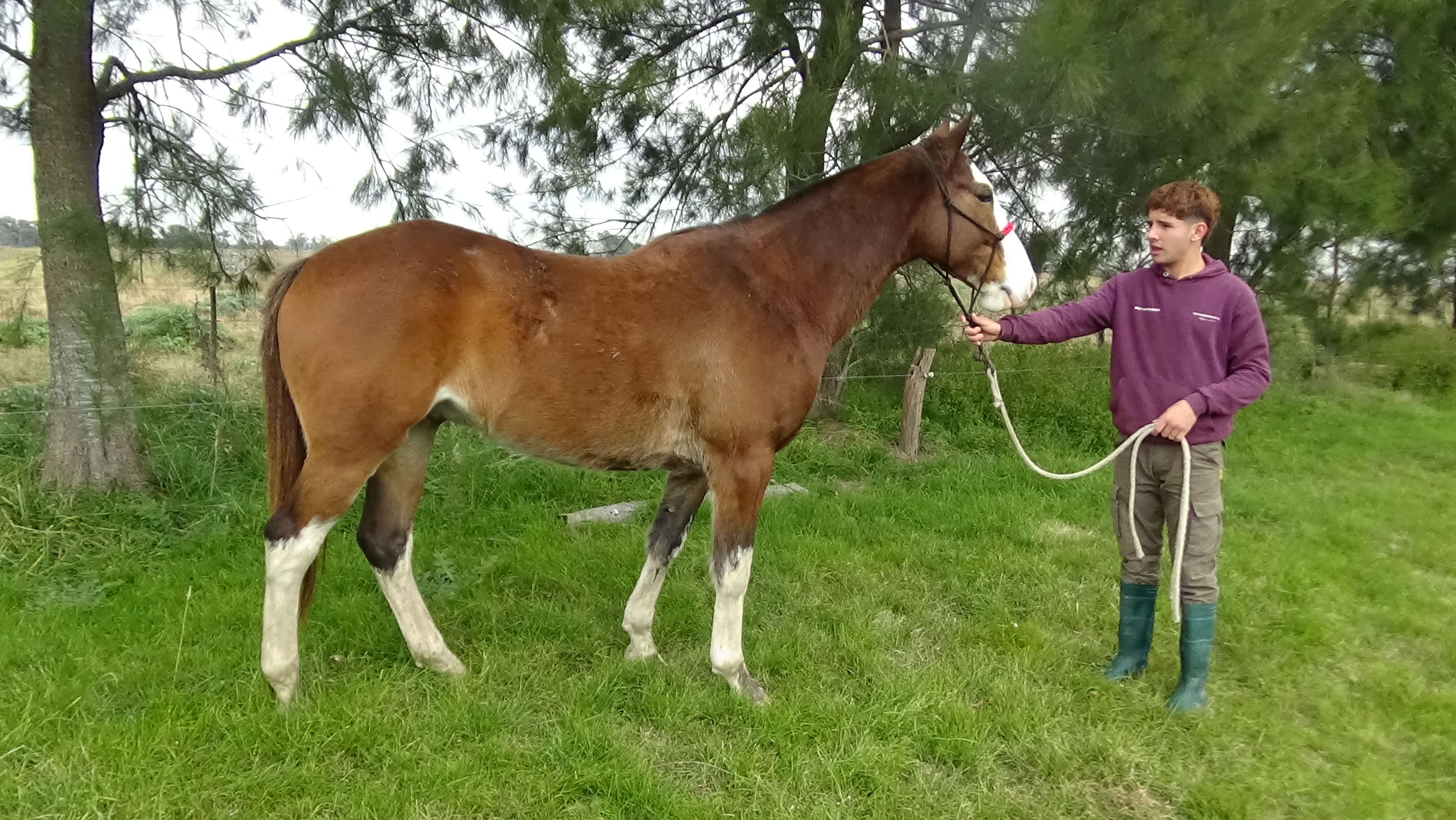 Caballo zaino pampa lindo y manso