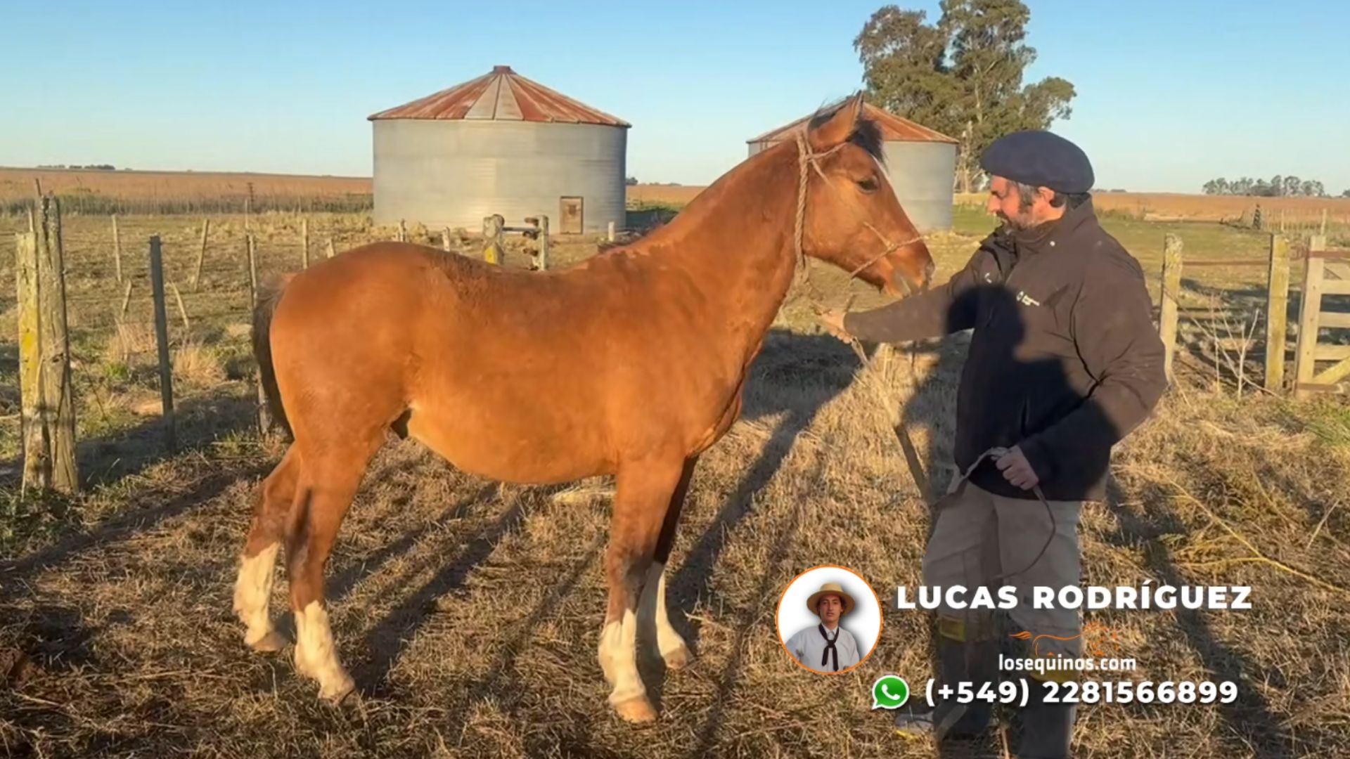 Potro gateado criollo puro registrado Cañadon Cimarron