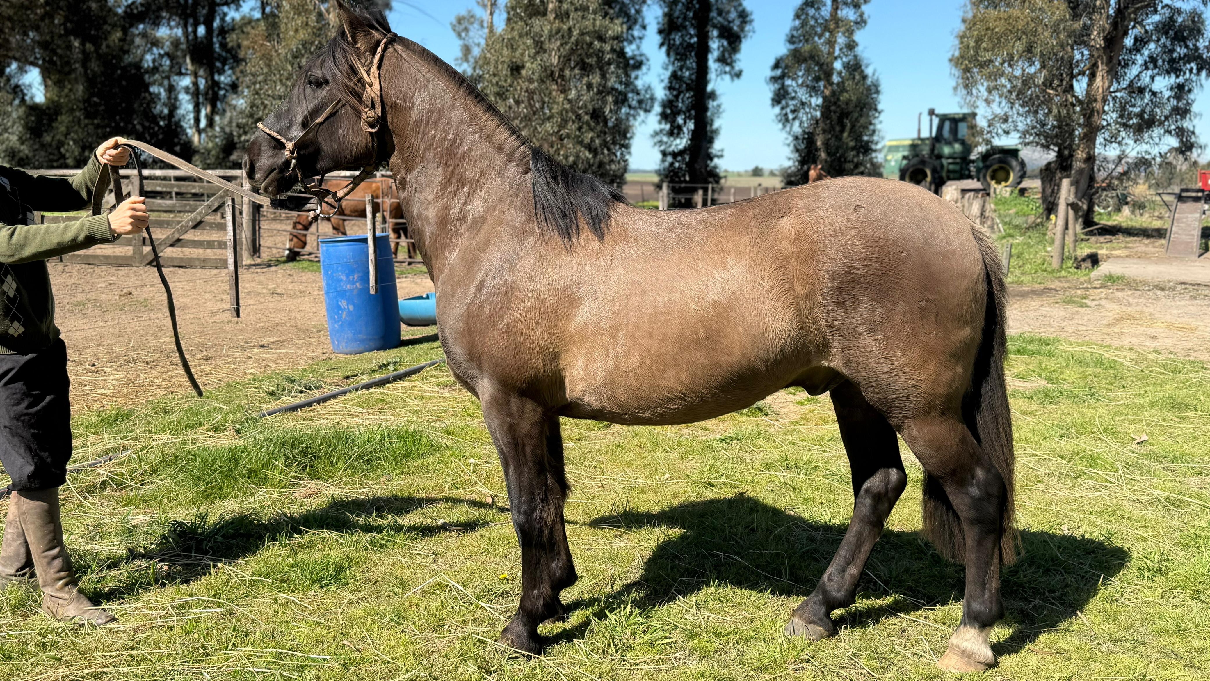 Caballo criollo manso y funcional puro registrado lobuno