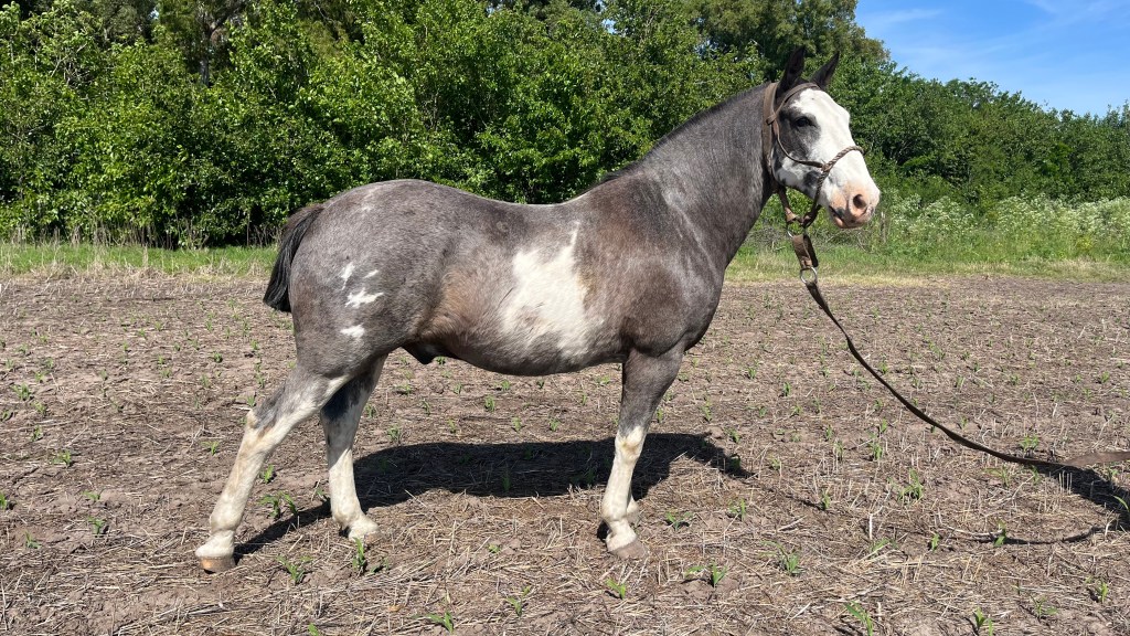 Caballo Overo moro manso y funcional entre pesado