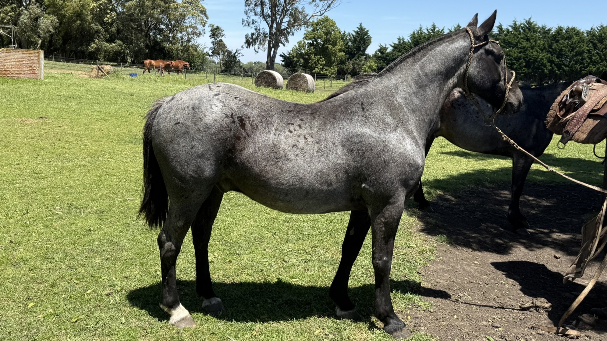 Caballo moro entrepesado para gente con manejo