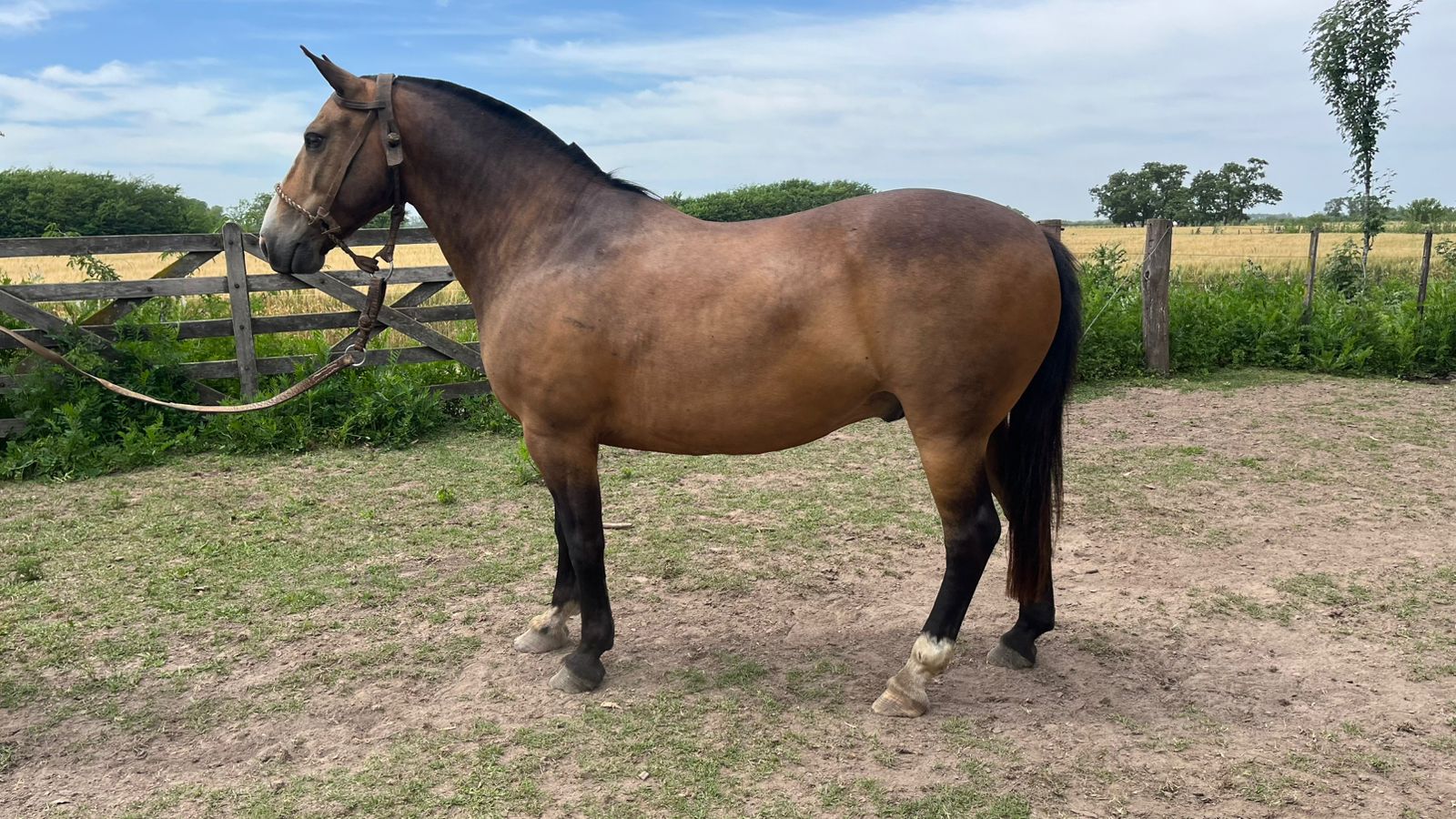 Caballo Bayo encerado criollo puro no inscripto