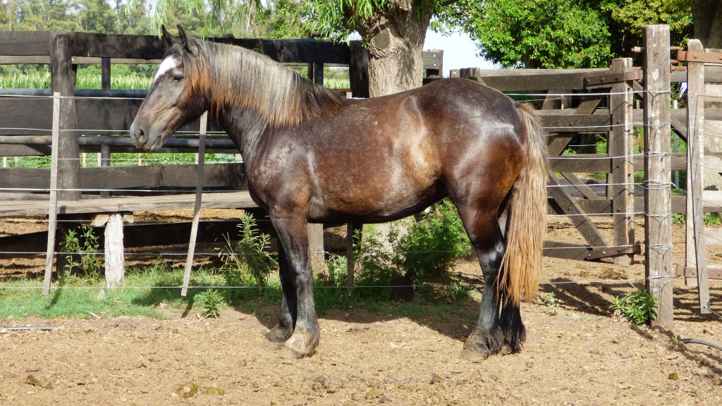 Potro percheron puro tordillo negro para domar