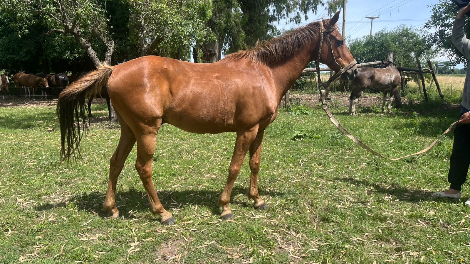 Caballo alazán mestizo manso escuela