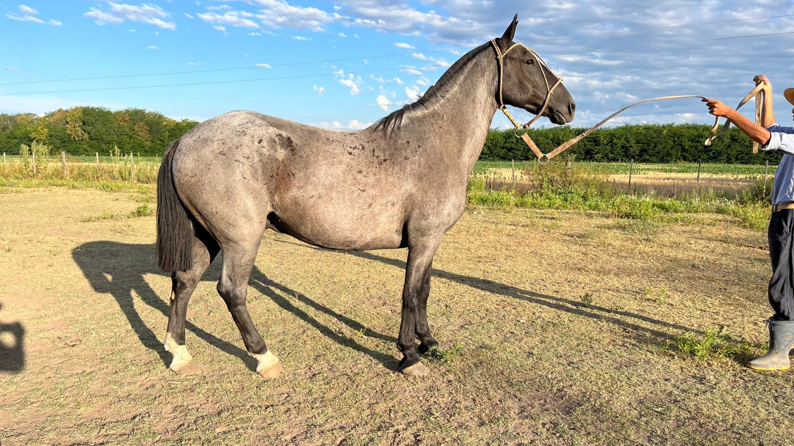 Caballo Moro cabeza negra manso garantido de muy buen físico
