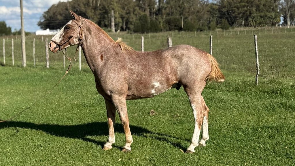 Caballo Overo rosado de 5 años de edad