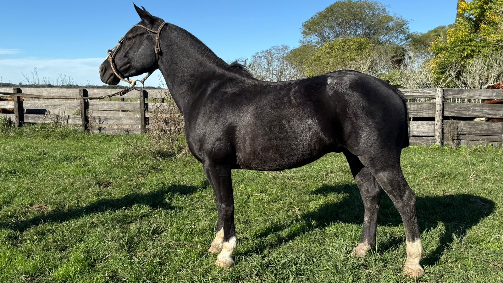 Caballo picazo muy manso y de trabajo